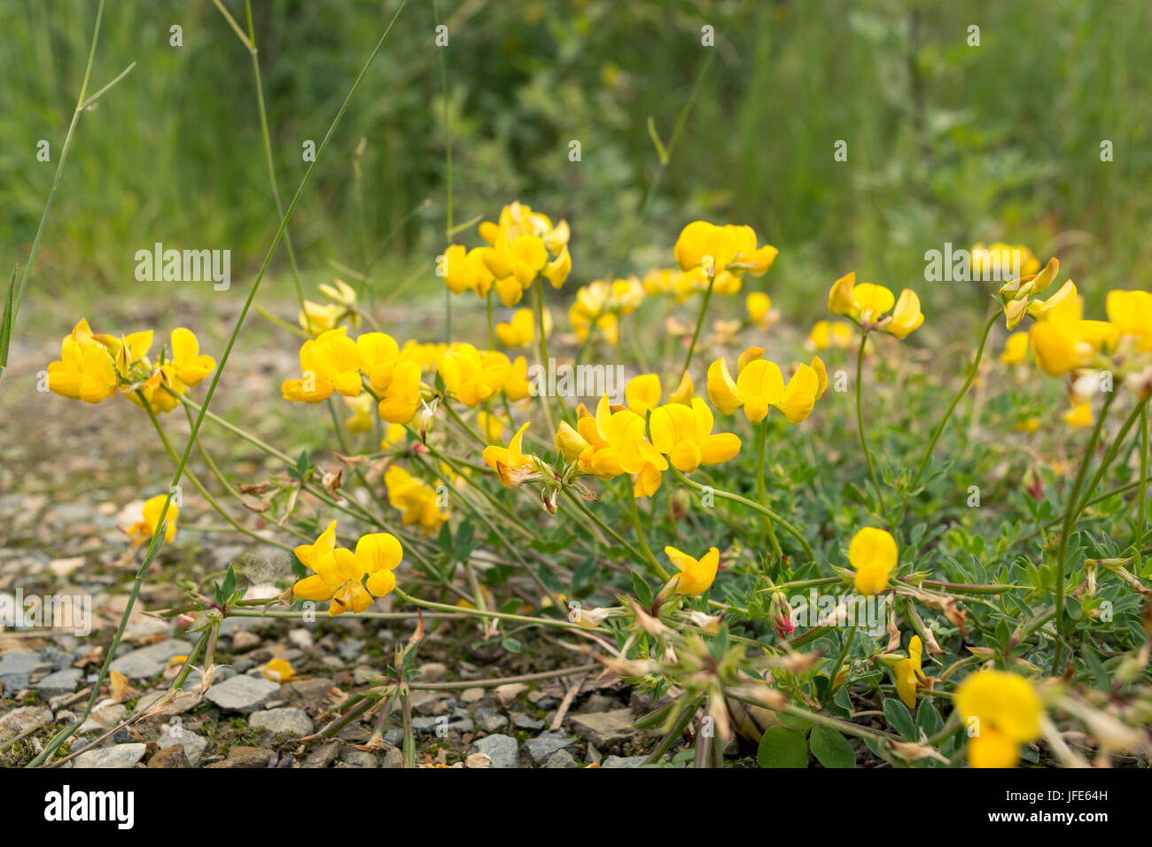 Countryside flowers hi-res stock photography and images - Alamy