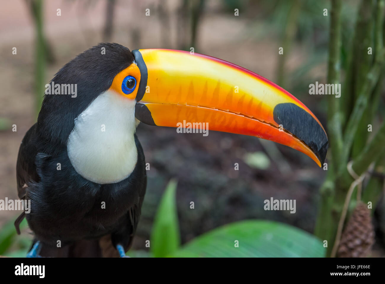 Toucan in a tree hi-res stock photography and images - Alamy