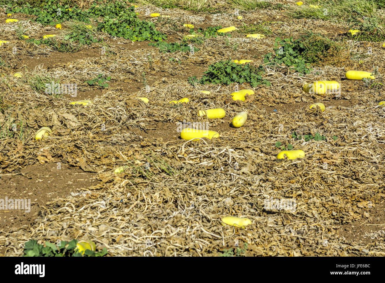 Squash plot hi-res stock photography and images - Alamy