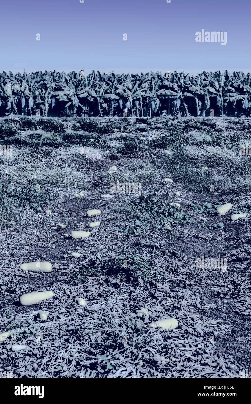 Squash plot hi-res stock photography and images - Alamy