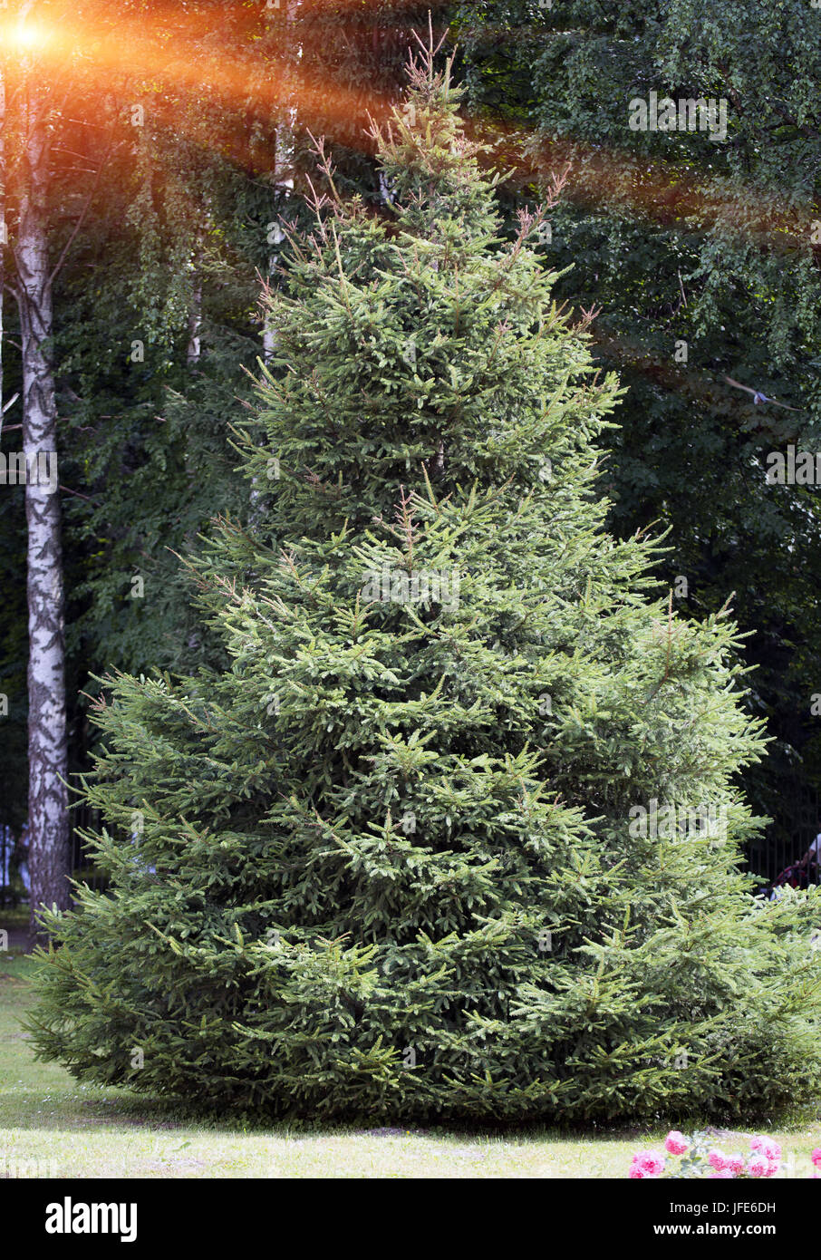 beautiful fluffy green fir-tree in the wood Stock Photo - Alamy