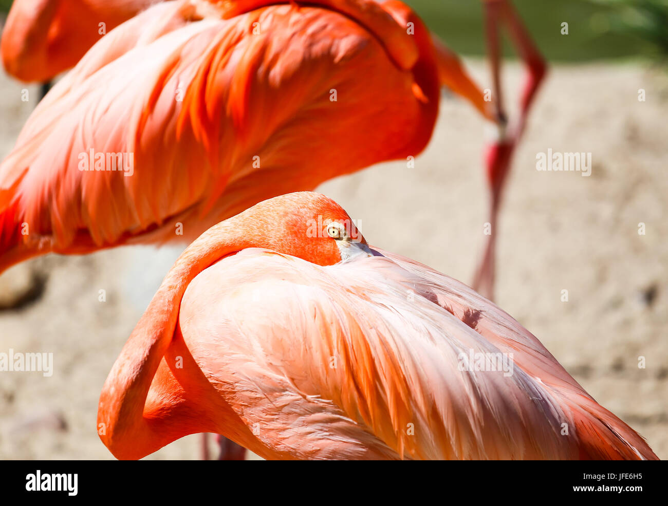 Resting American Flamingo Stock Photo - Alamy