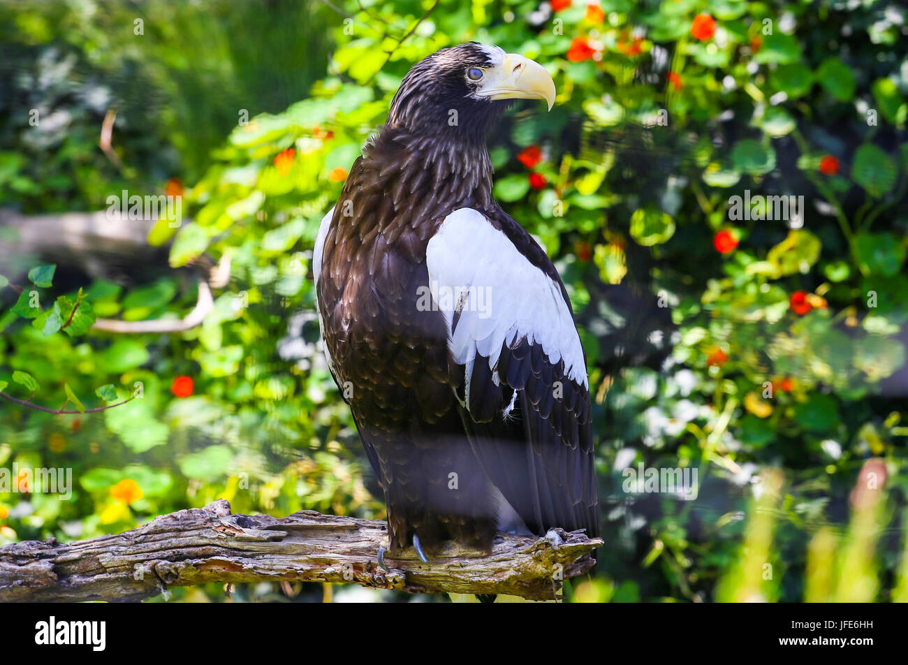 Pacific eagle hi-res stock photography and images - Alamy