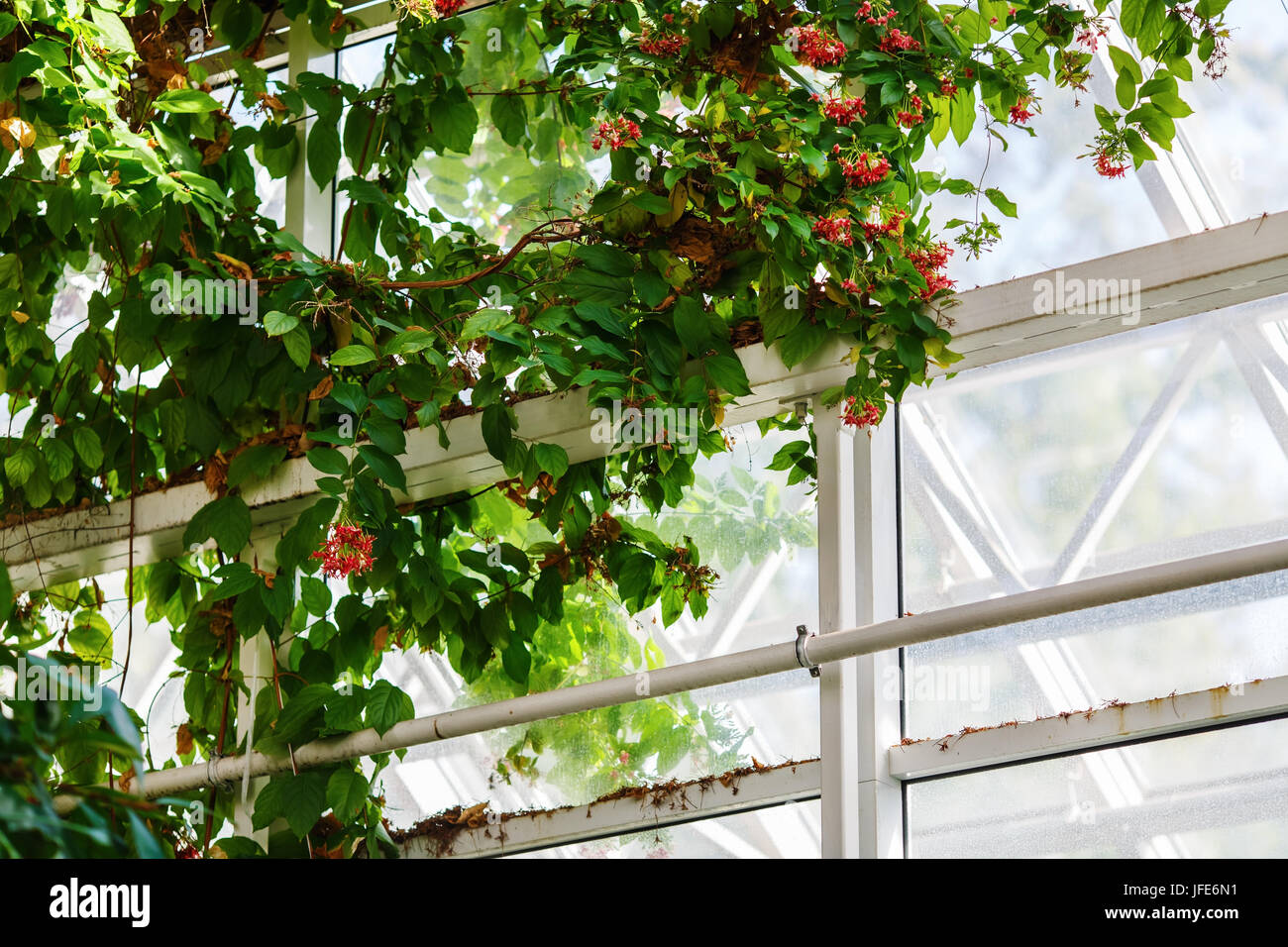 Plant on window background Stock Photo - Alamy