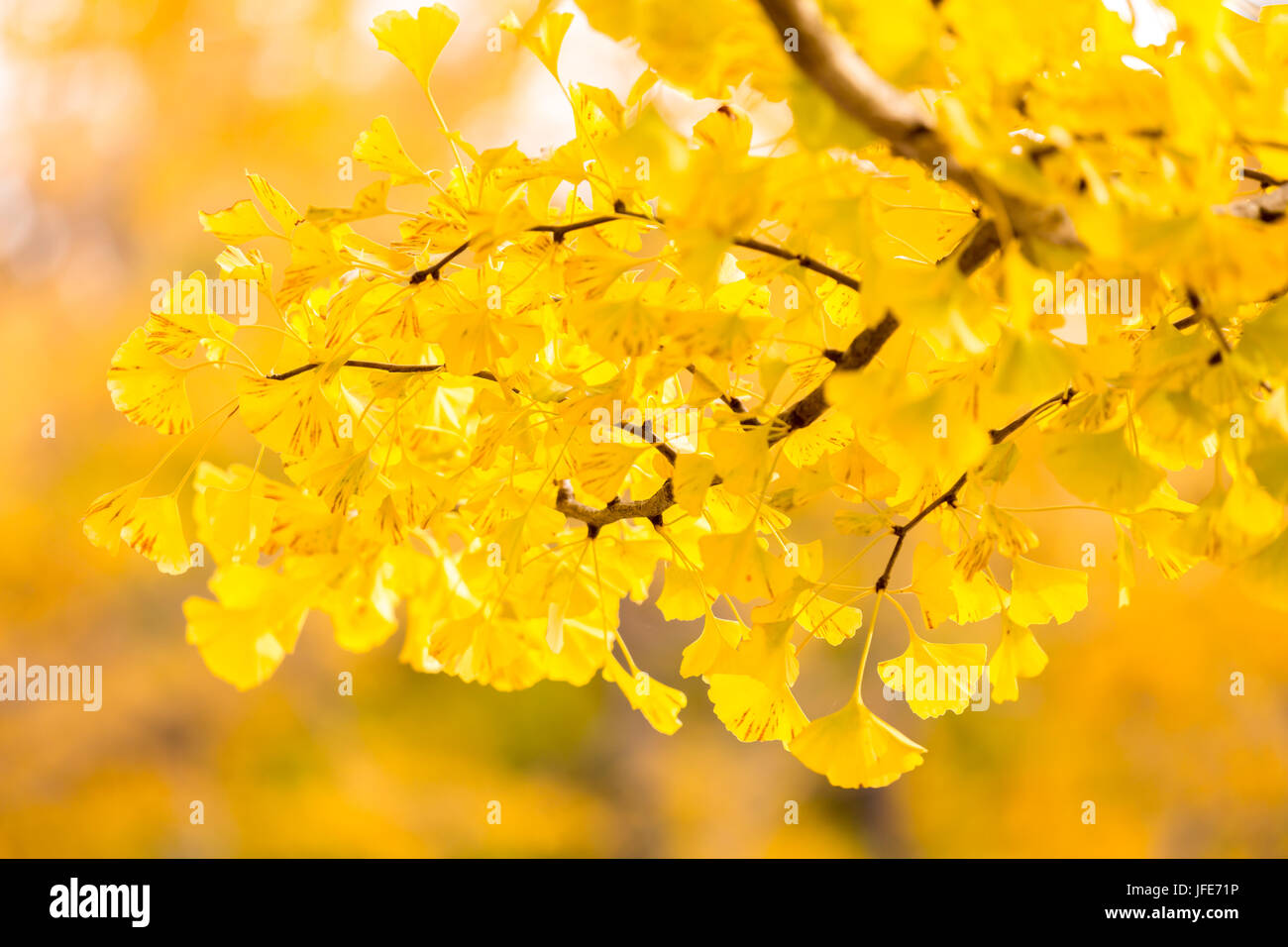 Ginkgo trees Autumn Stock Photo - Alamy