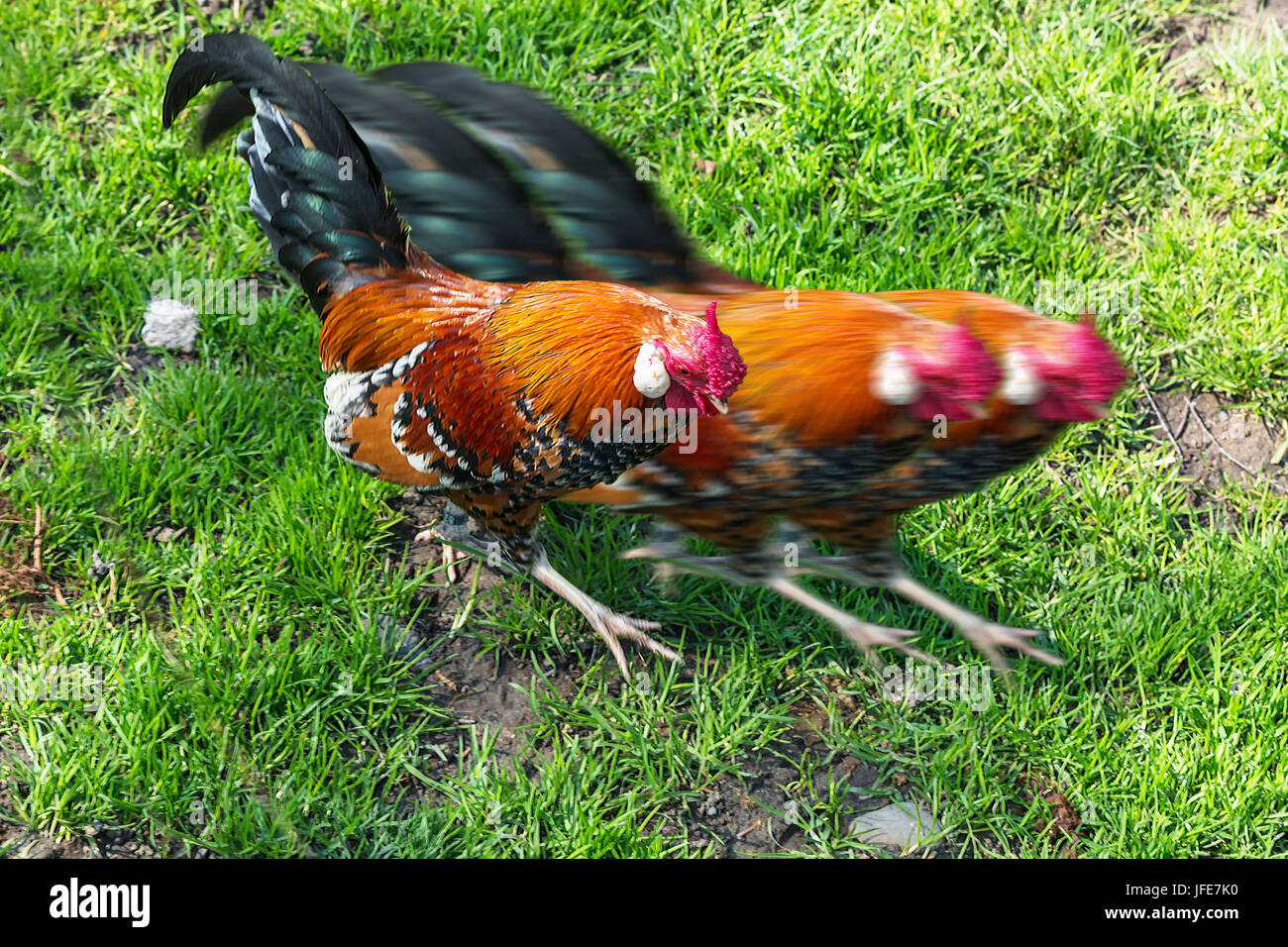 Spangled Hatch Gamefowl