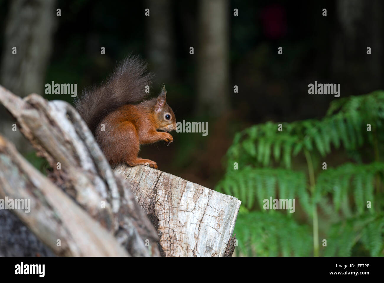Red squirrel burying nuts hi-res stock photography and images - Alamy