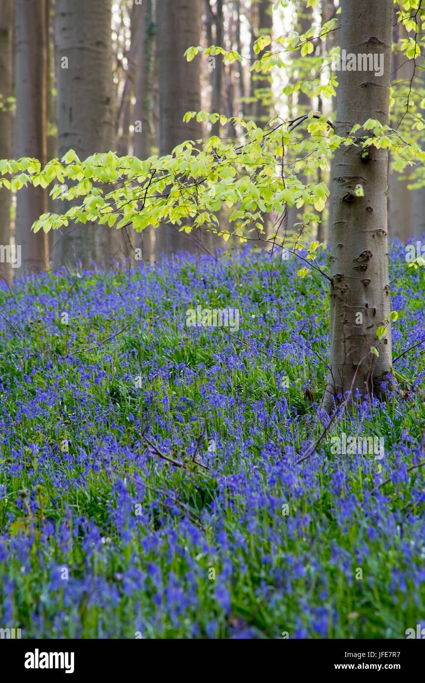 Bluebells flowers Hallerbos Stock Photo - Alamy