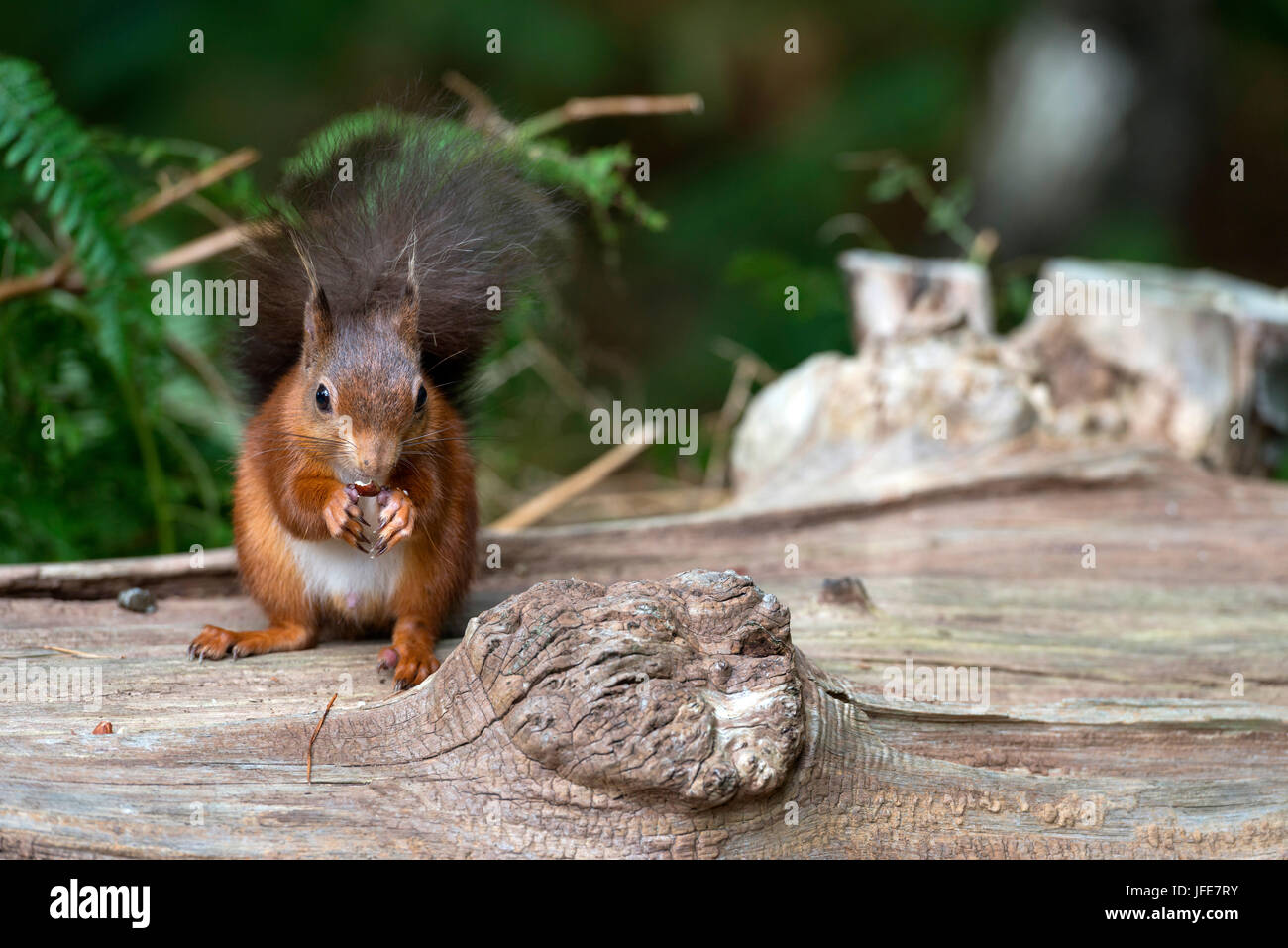 British red squirrel burying nuts hi-res stock photography and images ...
