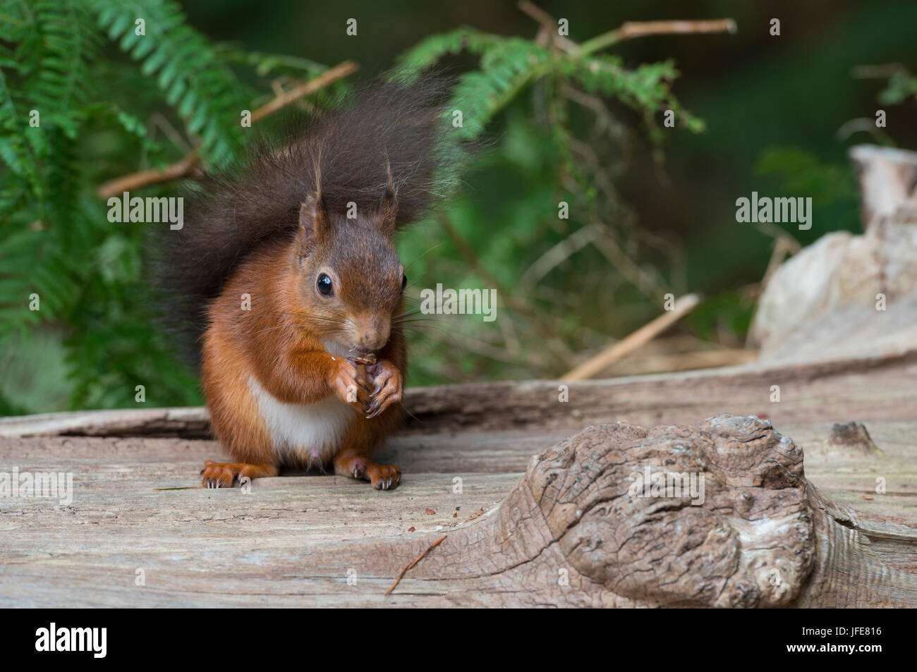 British red squirrel burying nuts hi-res stock photography and images ...