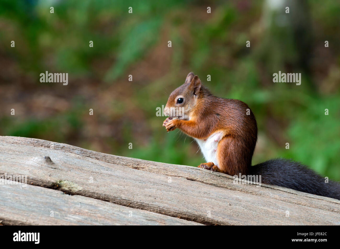 Red Squirrel on Log Stock Photo - Alamy