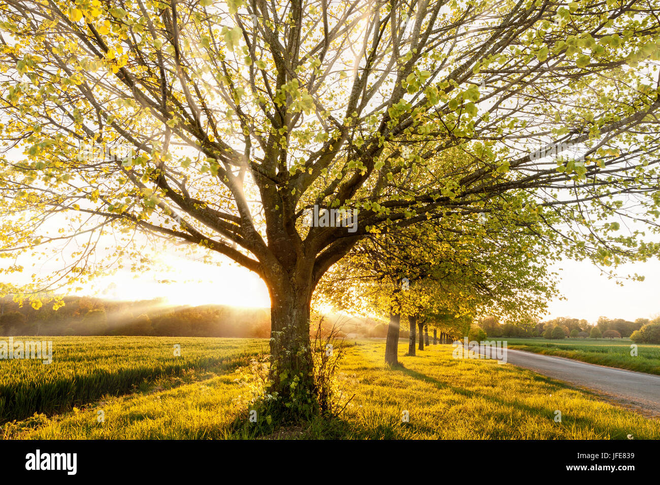 Beautiful sunset through a line of spring trees, next to a quiet rural ...