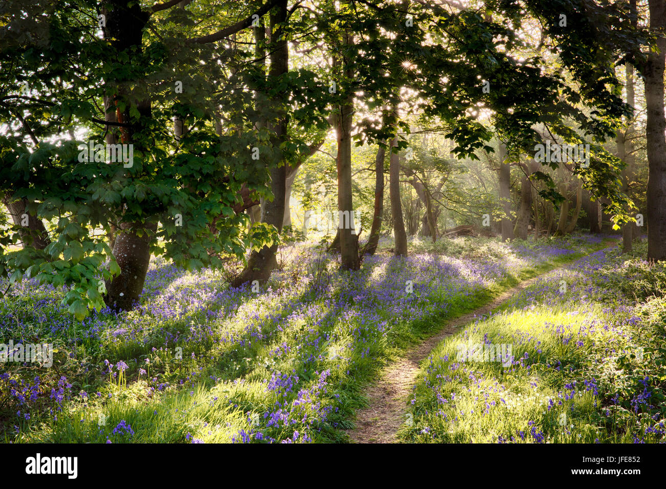 Magical path through bluebell forest with early morning sunrise light ...
