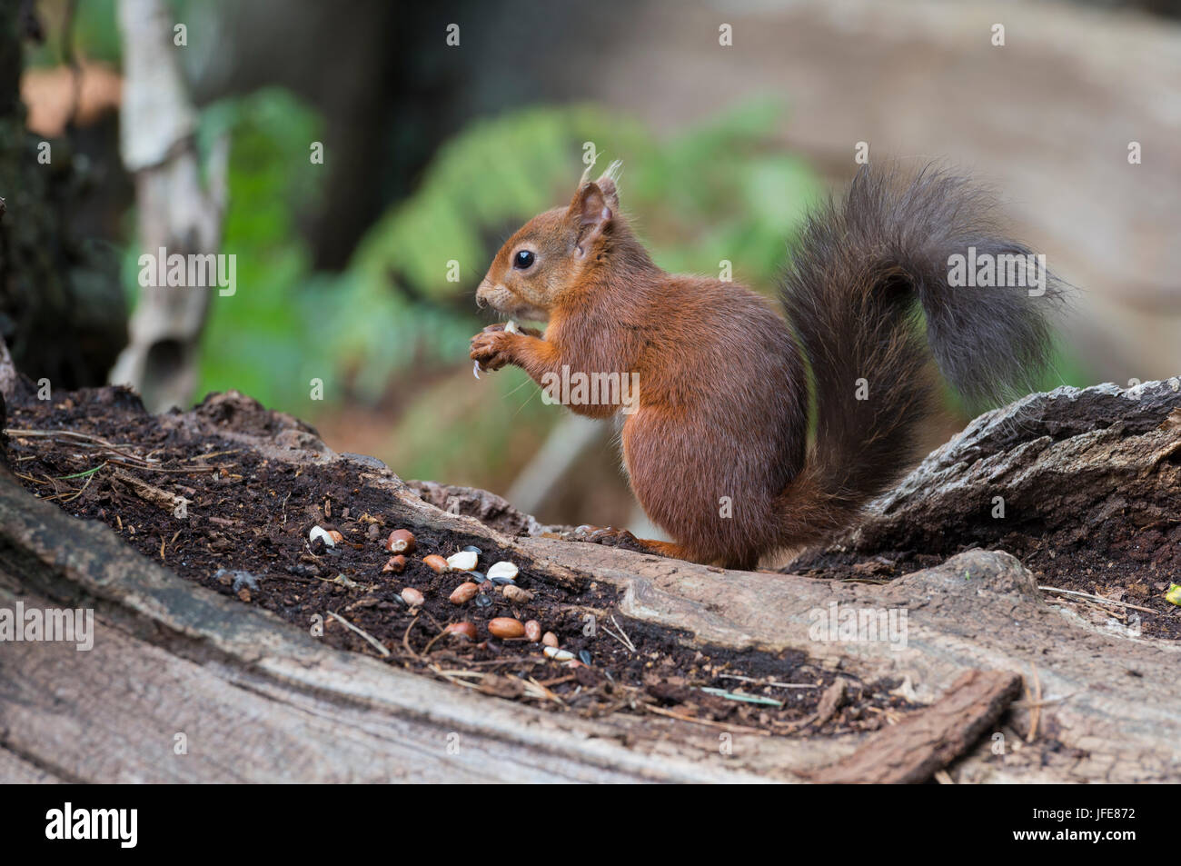 Red squirrel burying nuts hi-res stock photography and images - Alamy