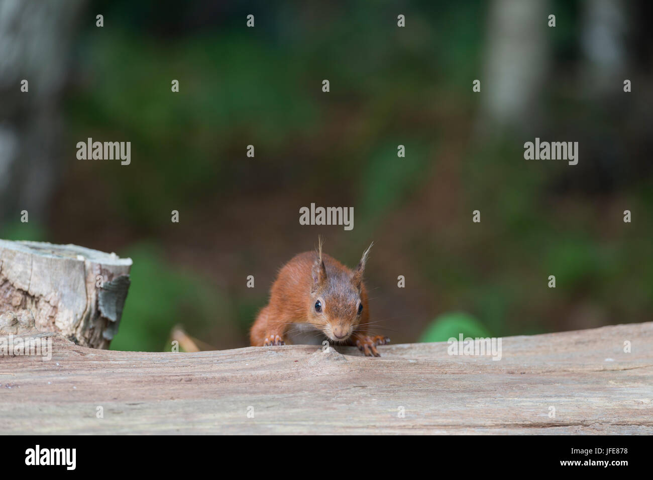 British red squirrel burying nuts hi-res stock photography and images ...