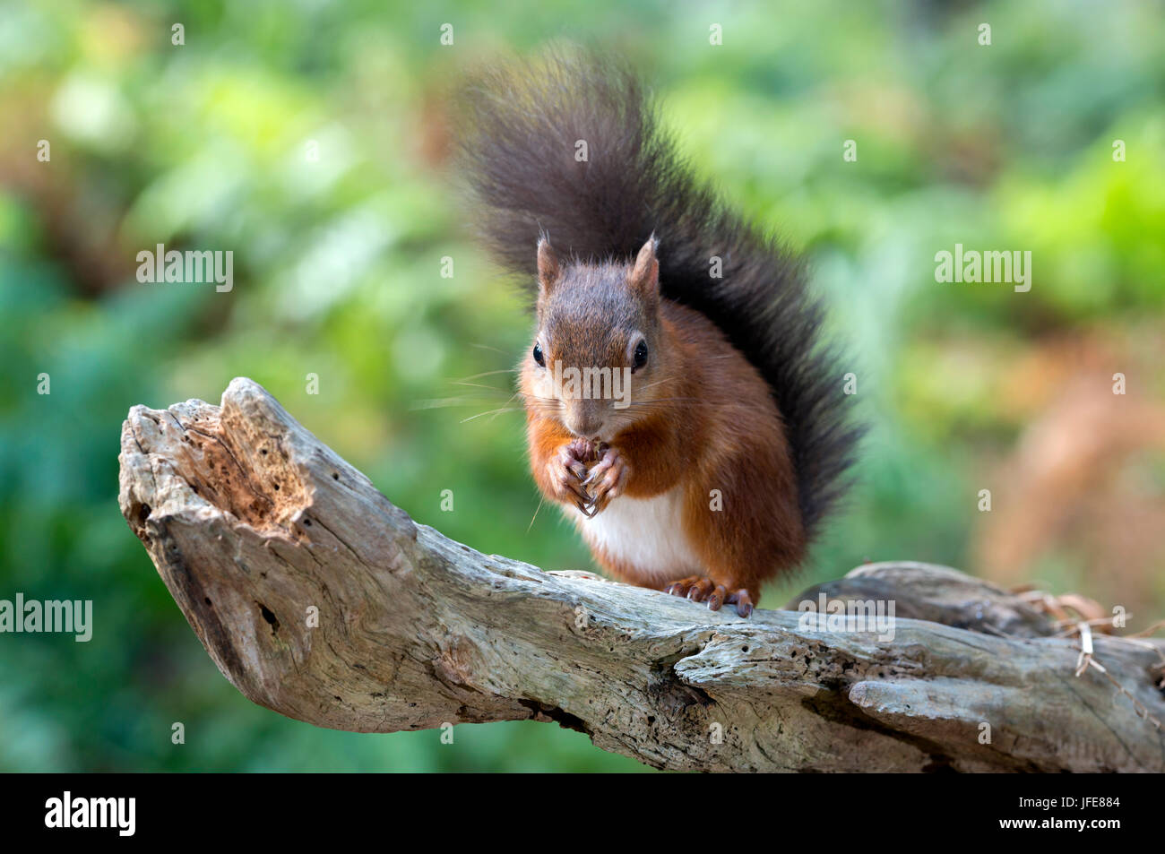 Red squirrel burying nuts hi-res stock photography and images - Alamy