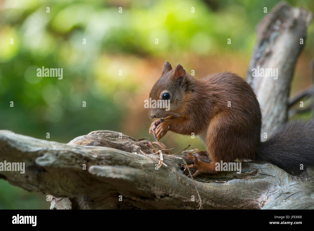 British red squirrel burying nuts hi-res stock photography and images ...
