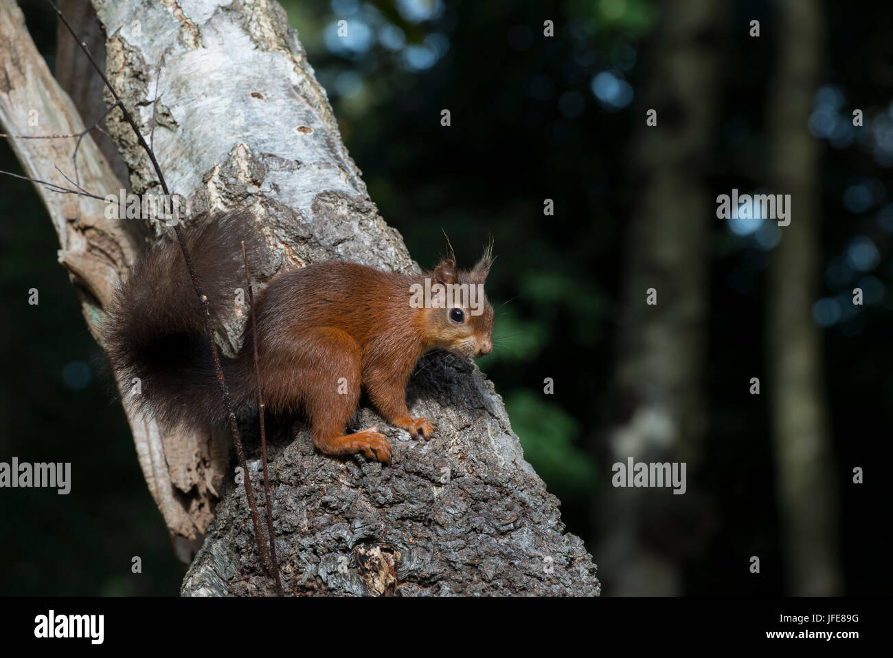 Squirrel nuts stash hi-res stock photography and images - Alamy
