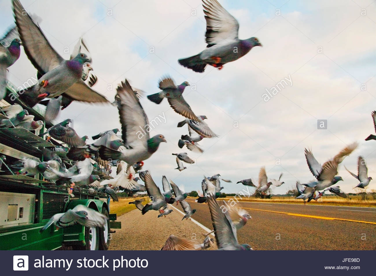 Homing Pigeons High Resolution Stock Photography and Images - Alamy