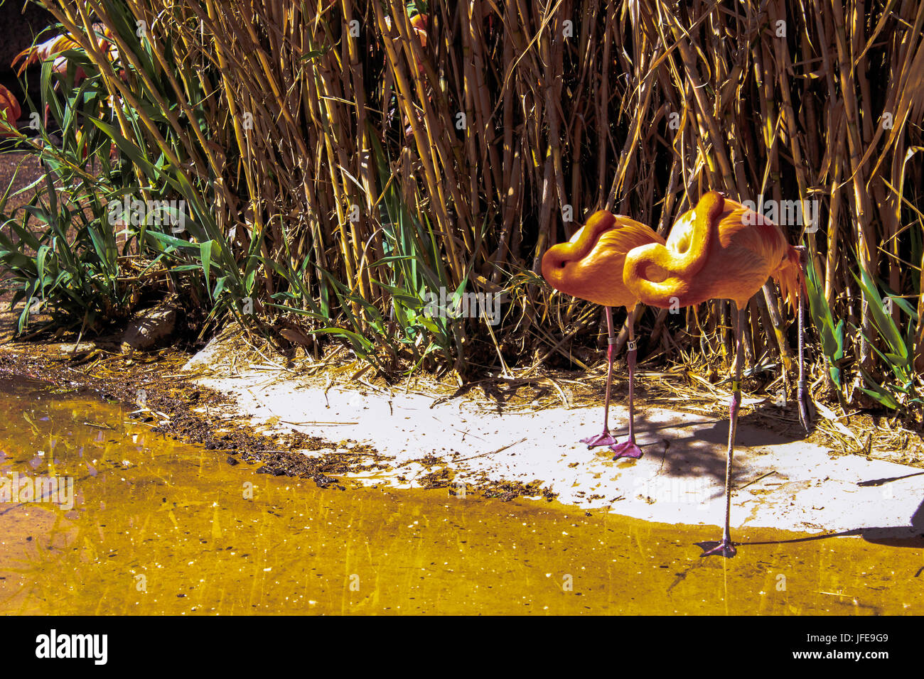 Two gold flamingos in gold water Stock Photo - Alamy