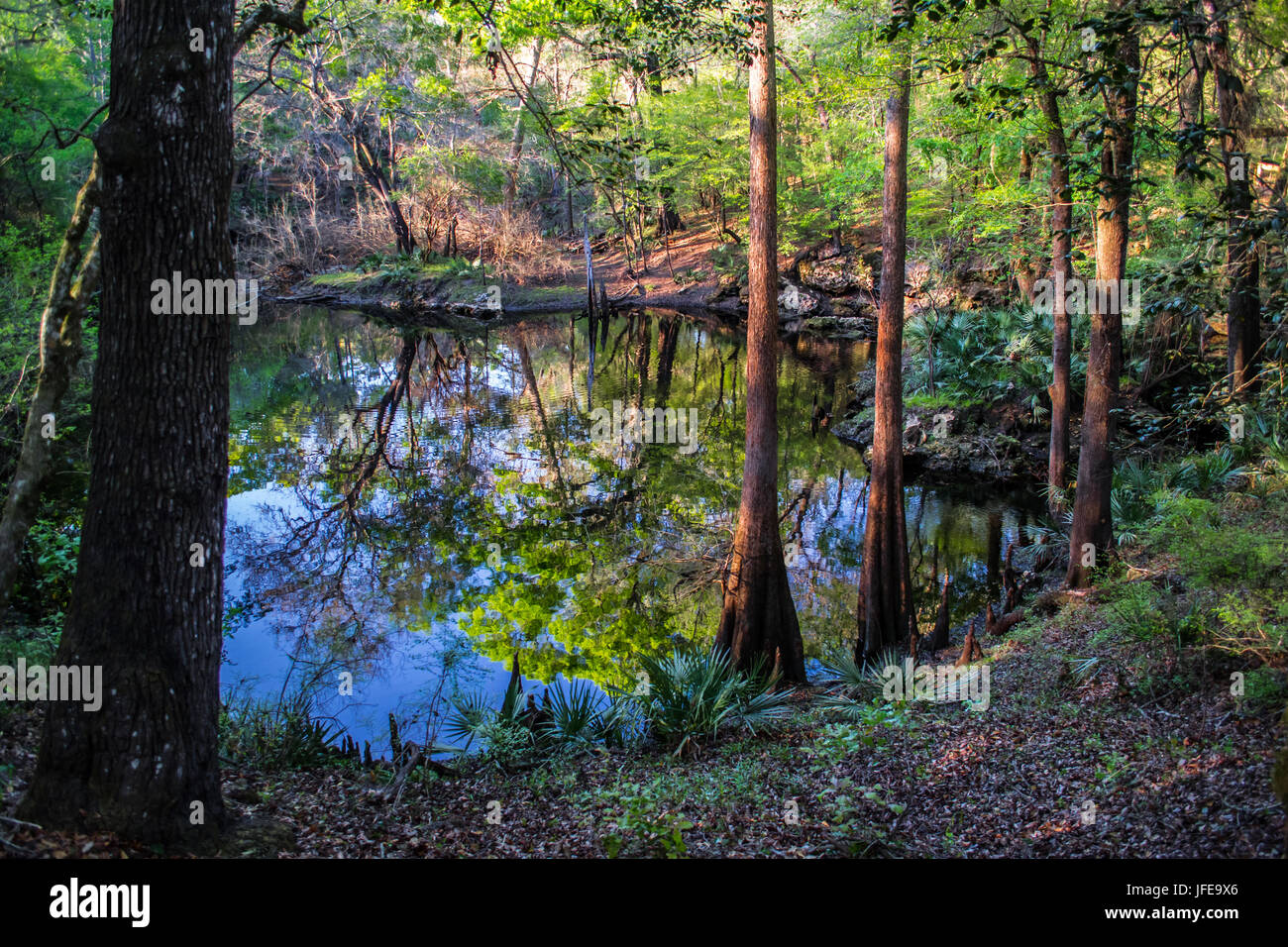 Freshwater swamp forest hi-res stock photography and images - Alamy
