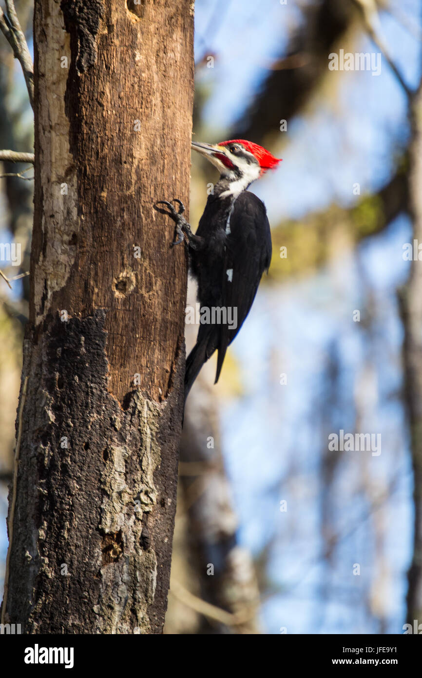 Woodpecker pecking wood hi-res stock photography and images - Alamy