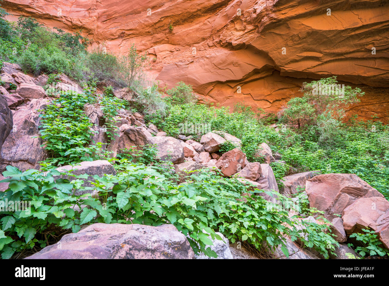 poison ivy (Toxicodendron radicans) growing in abundance at a bottom of ...