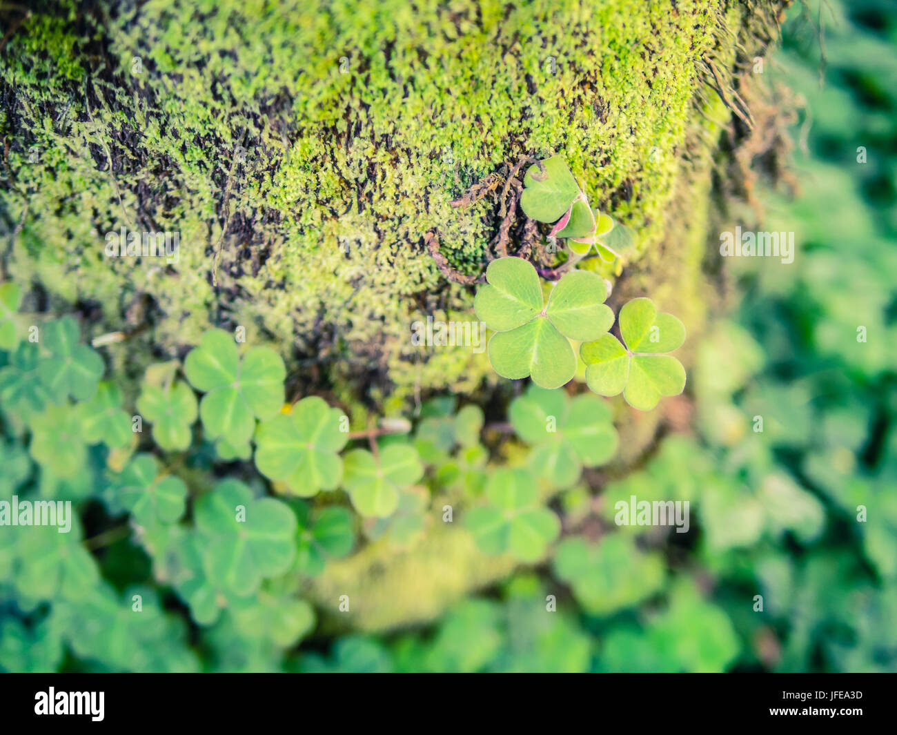 Green shamrock hi-res stock photography and images - Alamy