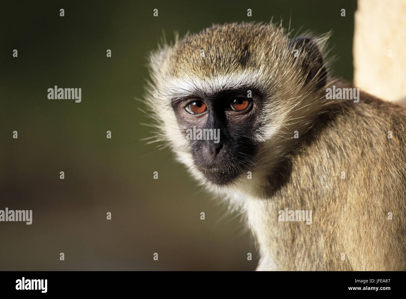Portrait of the monkey Stock Photo - Alamy