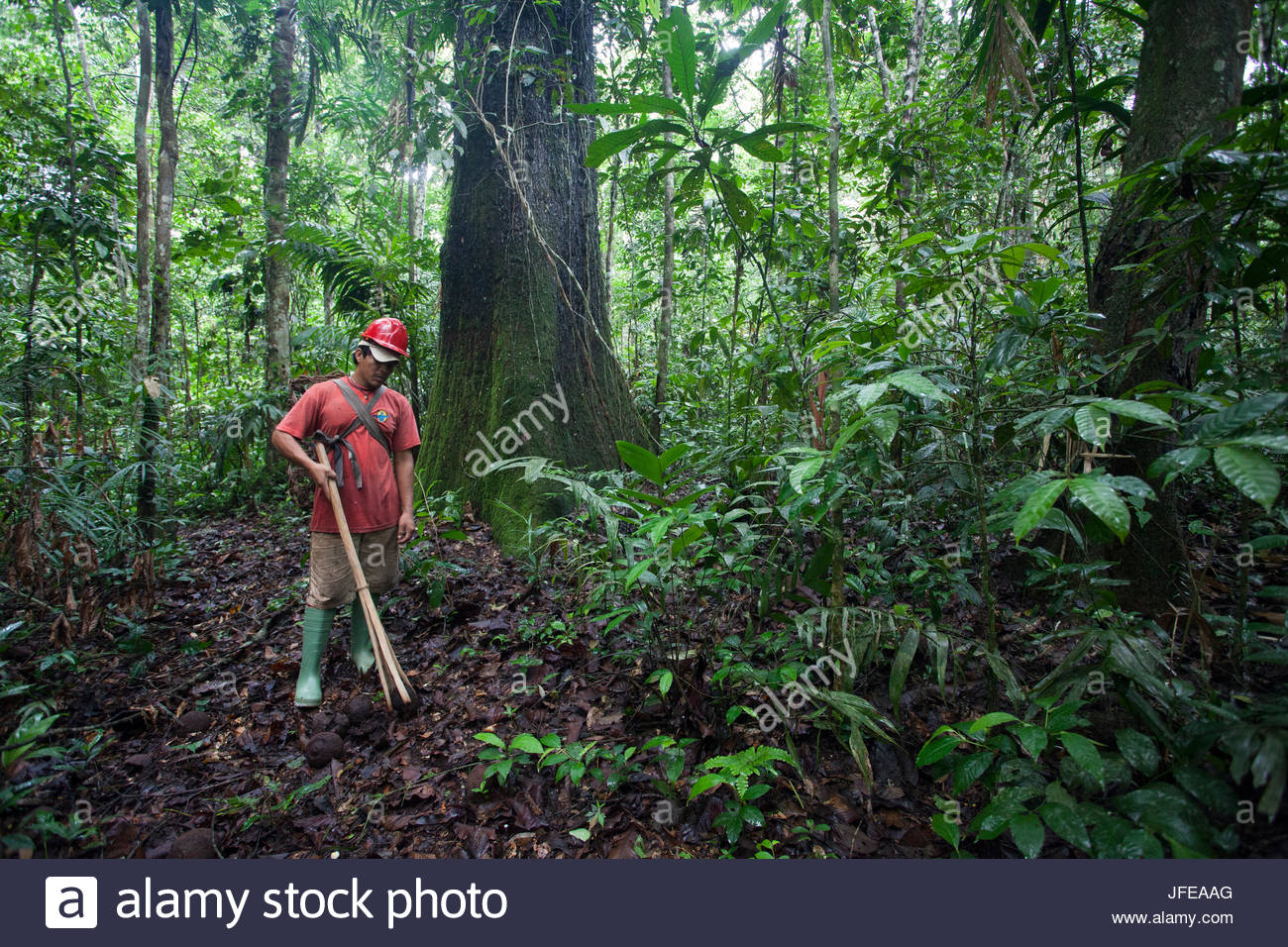 Nut Tree Stock Photos & Nut Tree Stock Images - Alamy