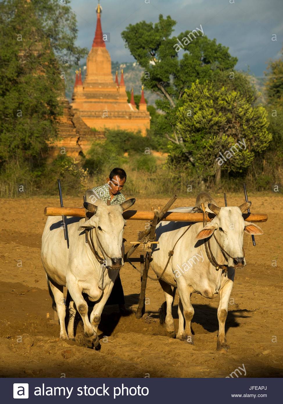 Oxen Stock Photos & Oxen Stock Images - Alamy