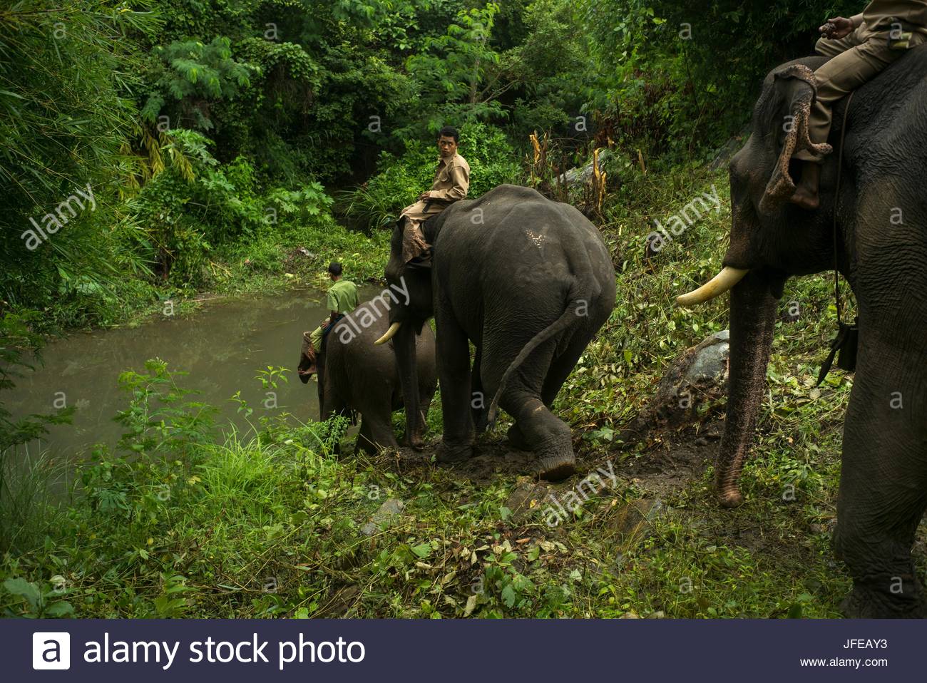 Men Riding Elephants Stock Photos & Men Riding Elephants Stock Images ...
