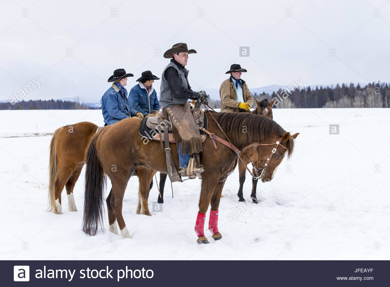 Cowboys Herding Cattle High Resolution Stock Photography and Images - Alamy