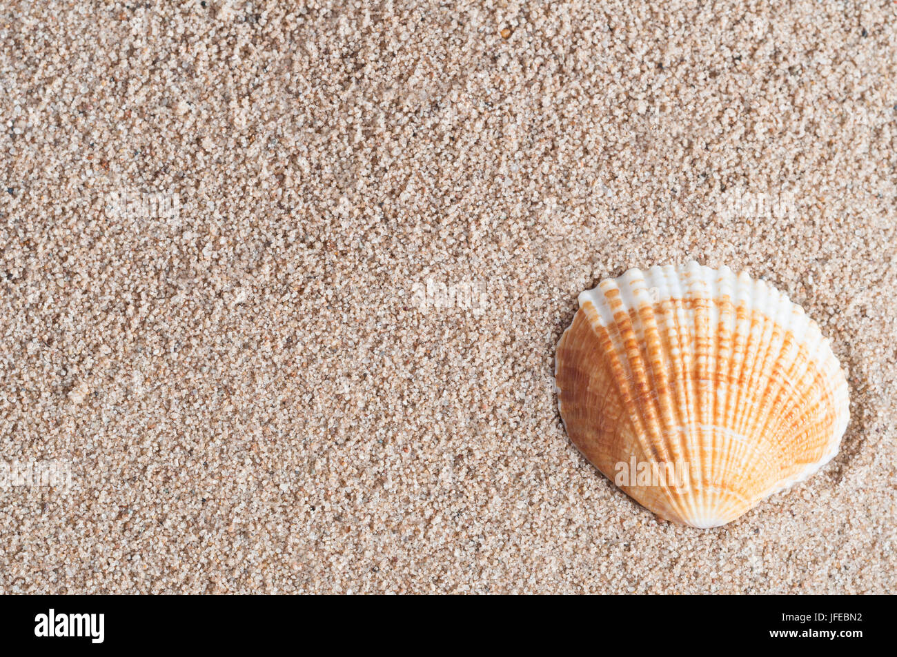 Fan Shaped Seashell at Joan Byrd blog