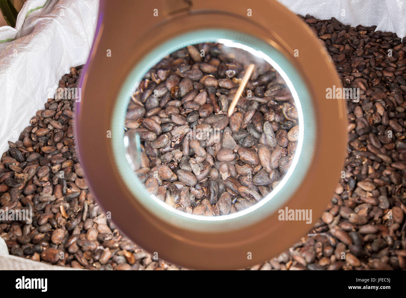 Cacao beans under magnifying glass in a chocolate factory Stock Photo ...