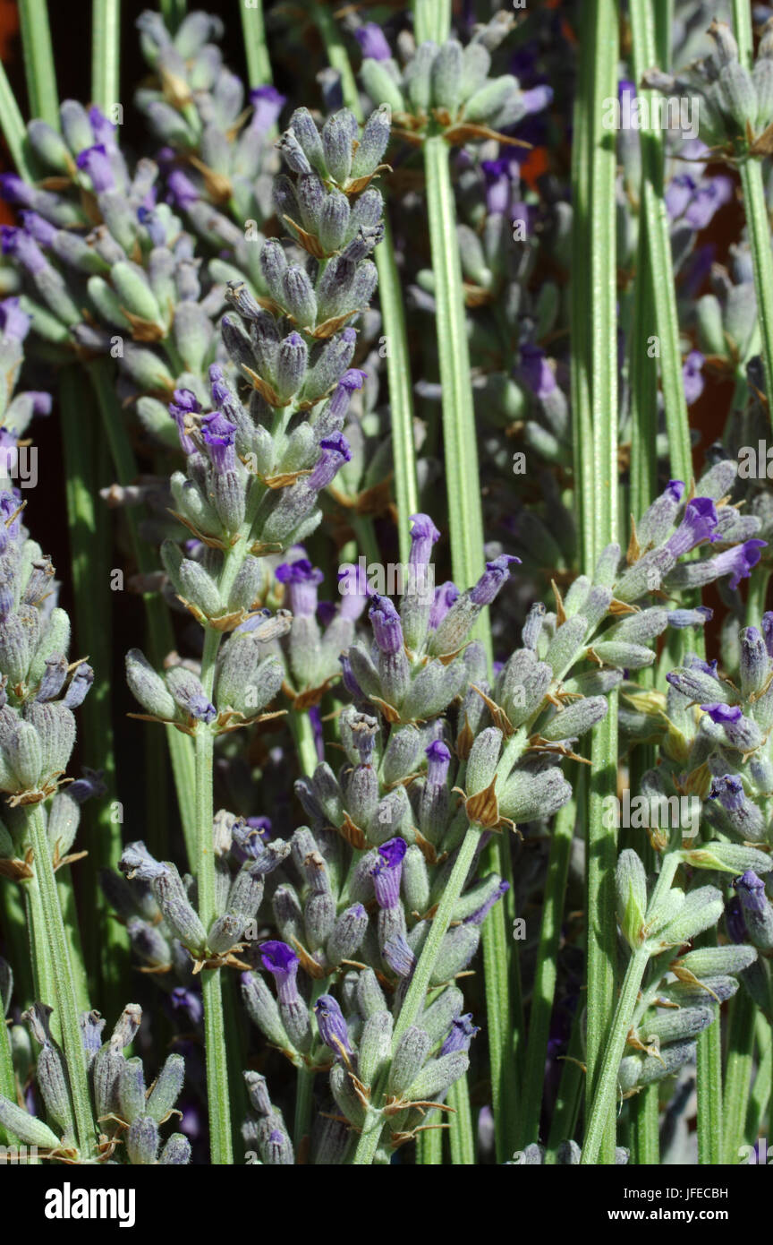 Lavender (lavandula officinalis Stock Photo - Alamy