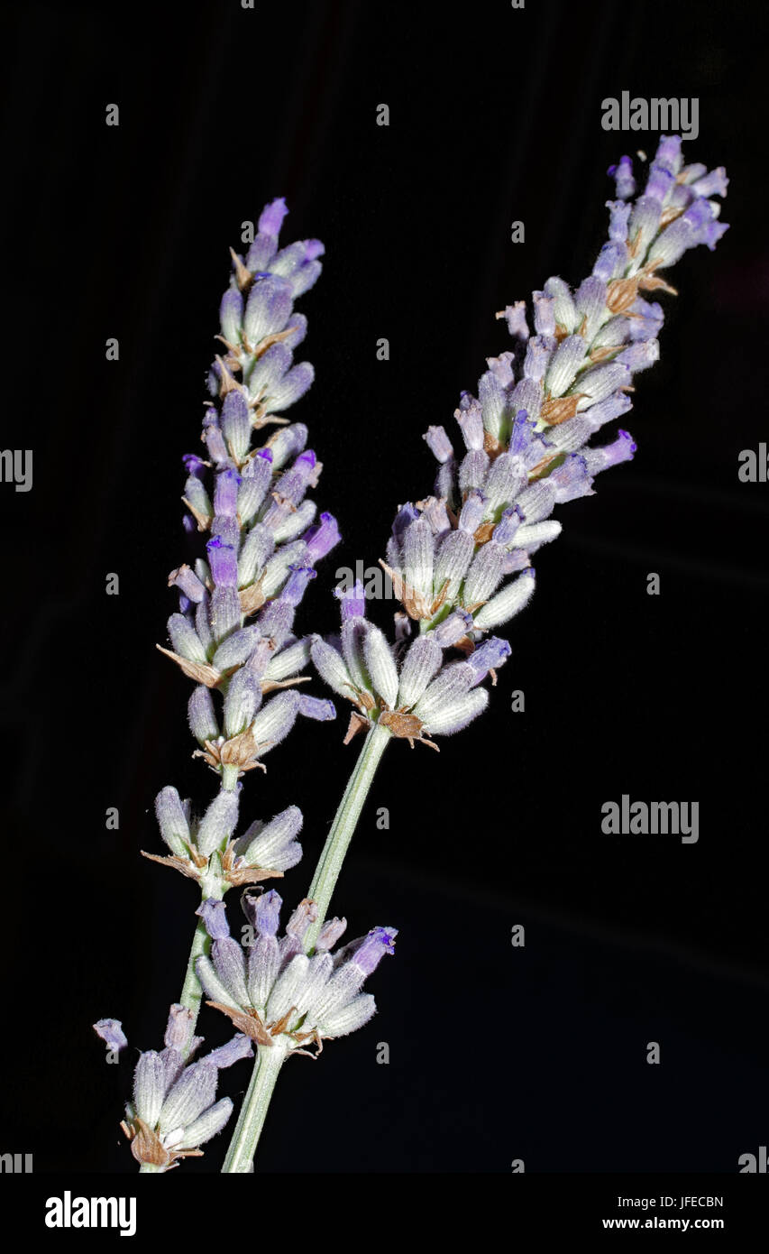 Lavender (lavandula officinalis Stock Photo - Alamy