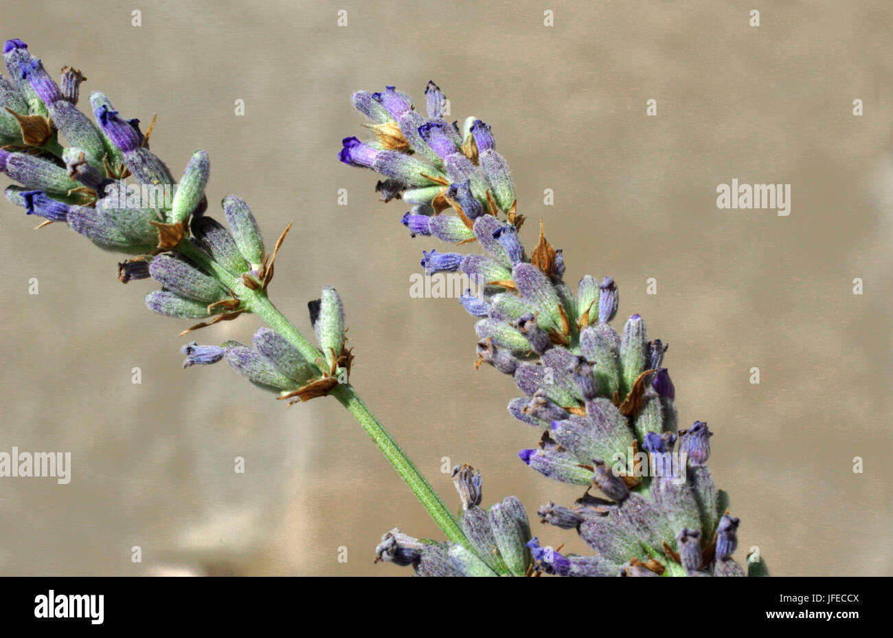 Lavender (lavandula officinalis Stock Photo - Alamy