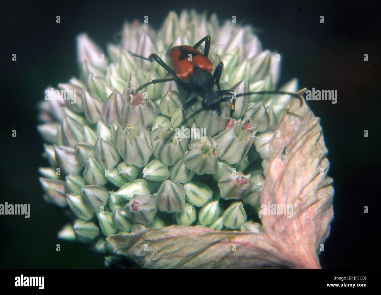 Wild garlic with red coleopter Stock Photo - Alamy