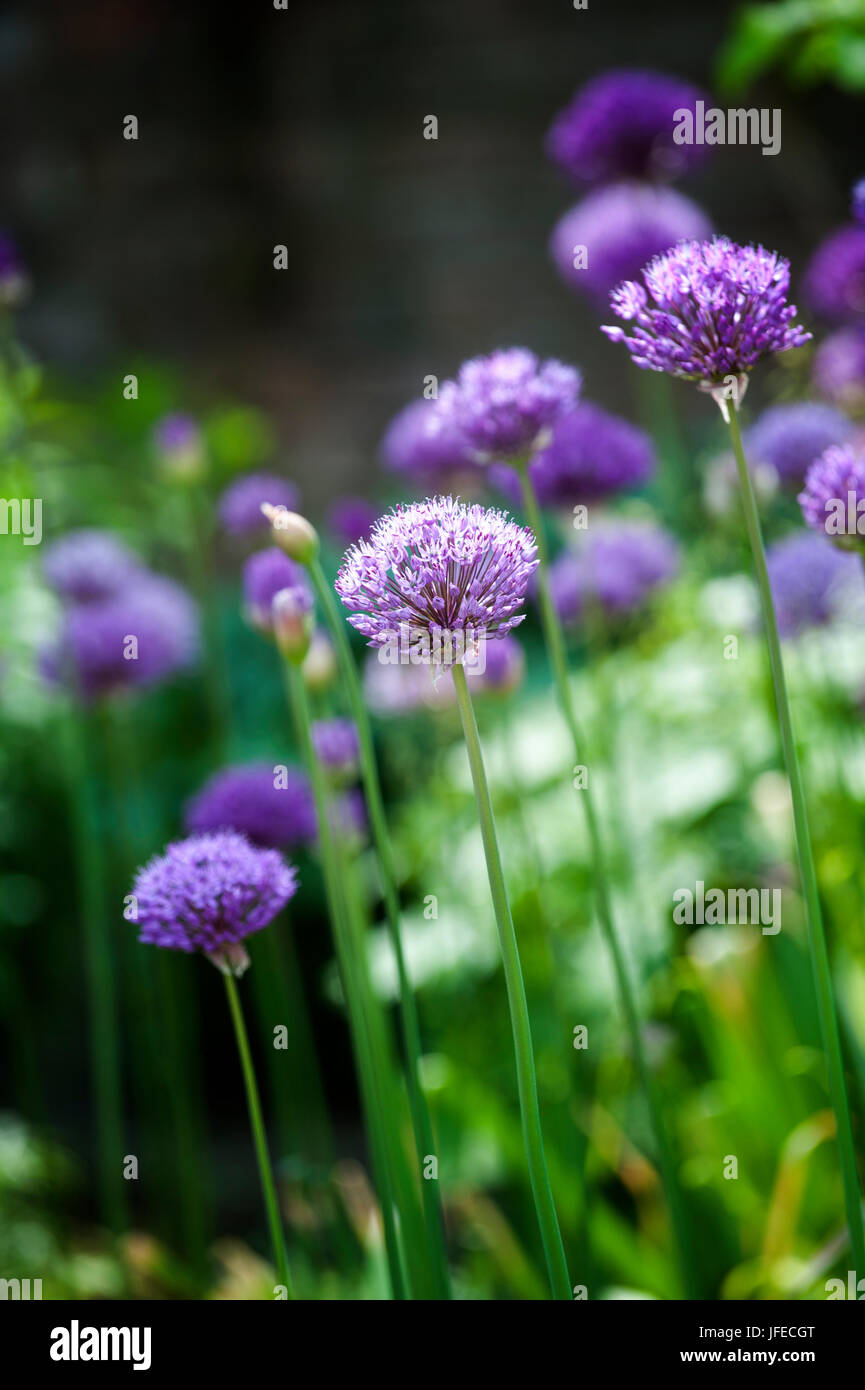 Allium hollandicum blooms in a garden border Stock Photo - Alamy