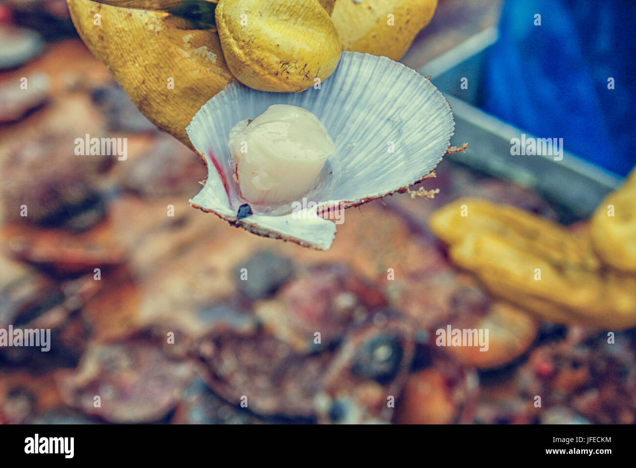 Hand caught scallop hi-res stock photography and images - Alamy