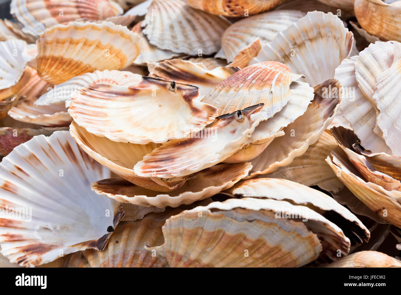 Heap of scallop shells as a background texture Stock Photo - Alamy