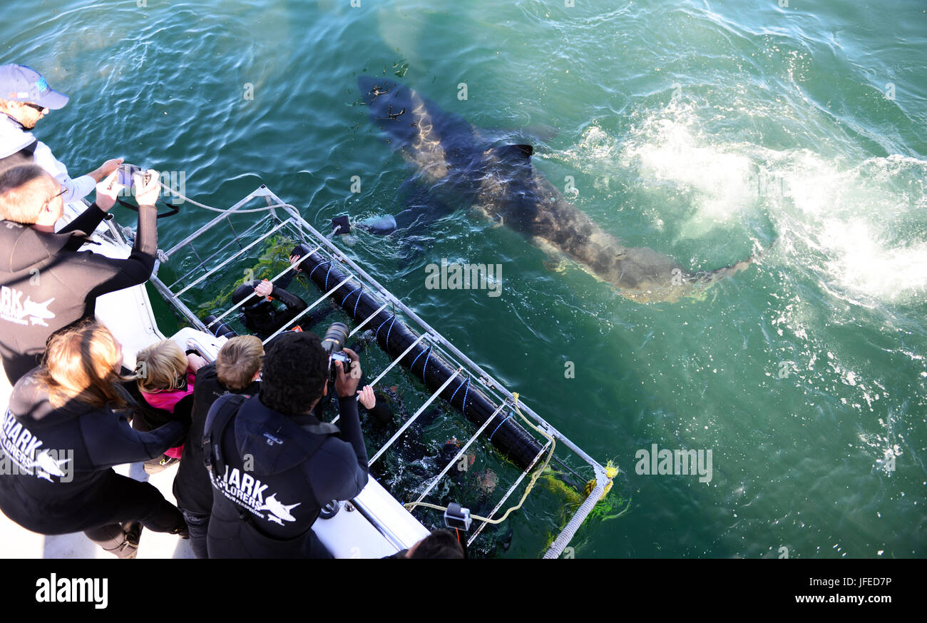 Cape Town Shark Diving Stock Photo - Alamy