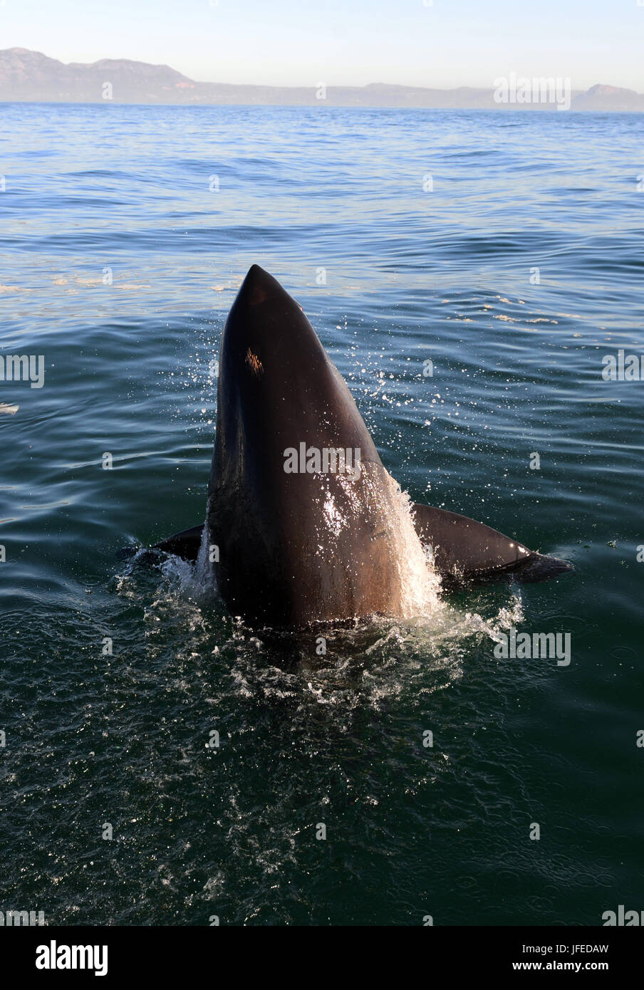 Cape Town Shark Diving Stock Photo - Alamy