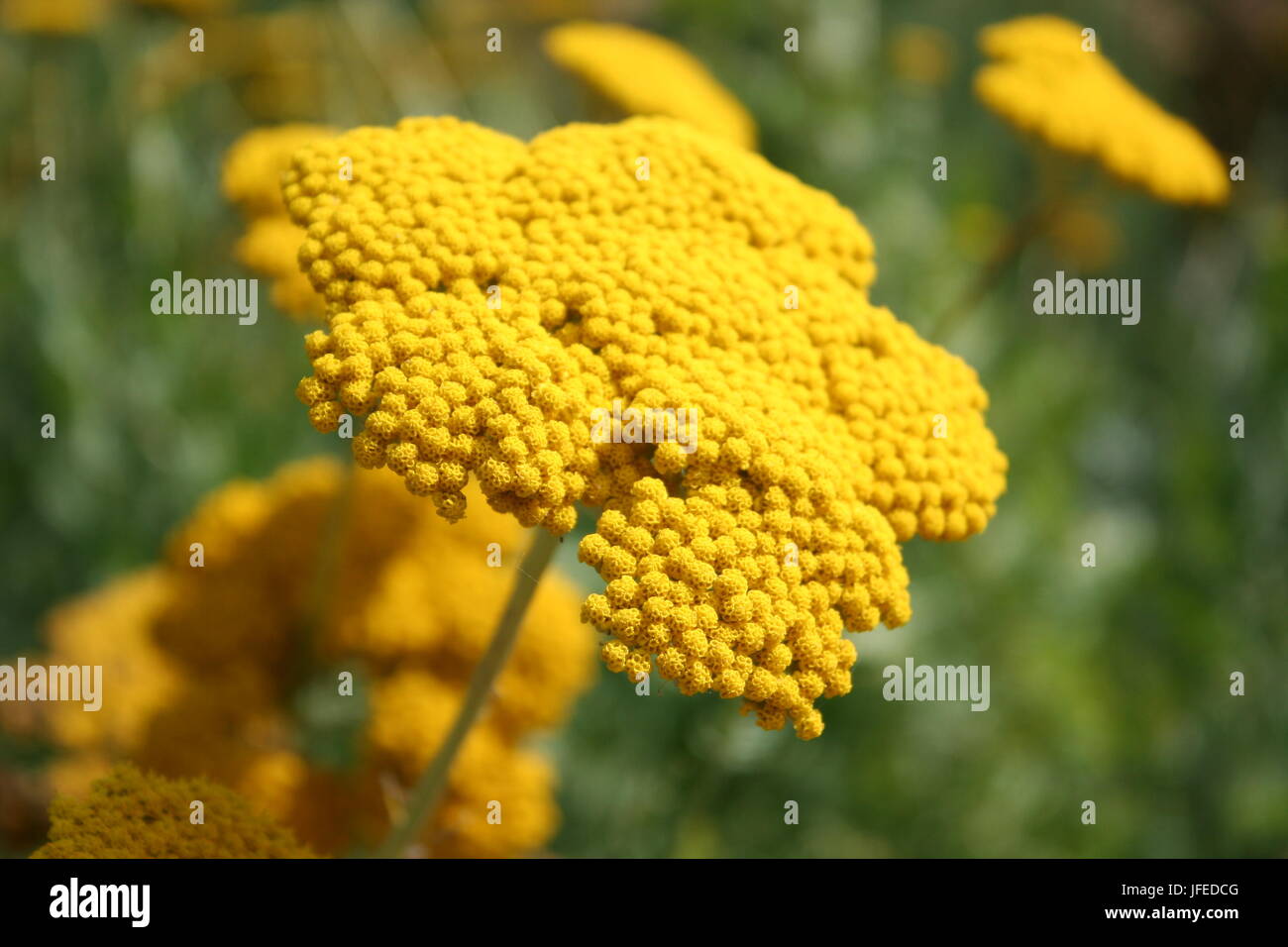 Blooming Yarrow is native to temperate regions of the Northern ...