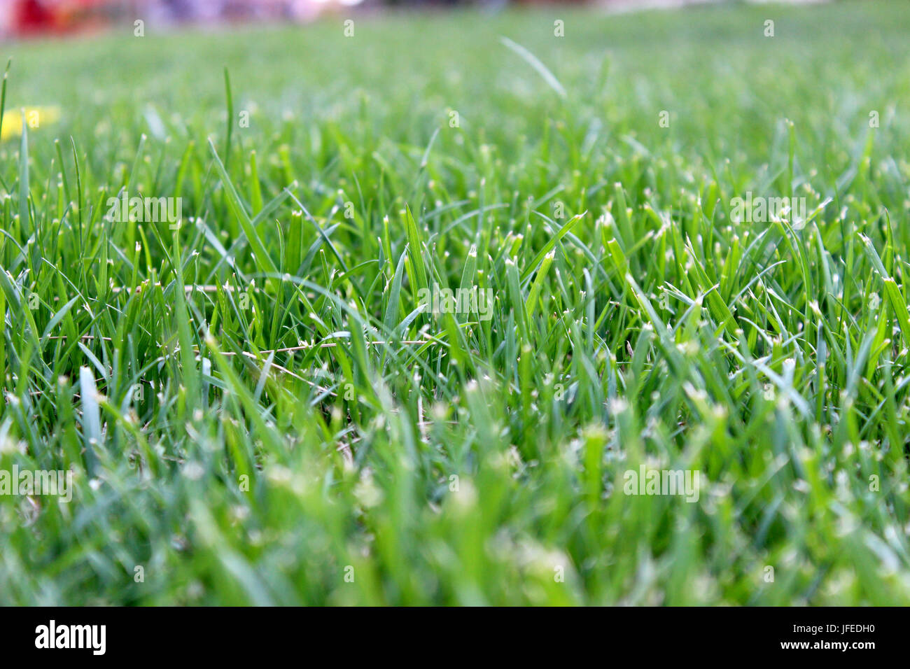 lawn detail shots Stock Photo - Alamy