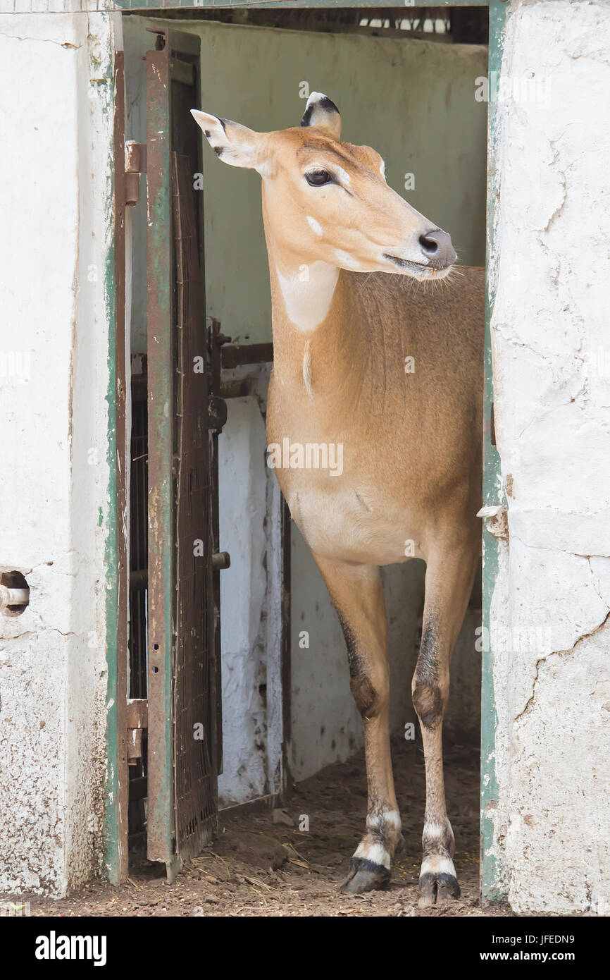 Blue bull hi-res stock photography and images - Alamy
