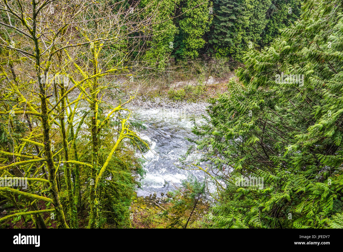 The amazing nature of the Canadian woods at Capilano Stock Photo - Alamy