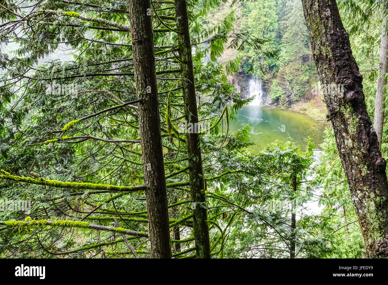 The amazing nature of the Canadian woods at Capilano Stock Photo - Alamy