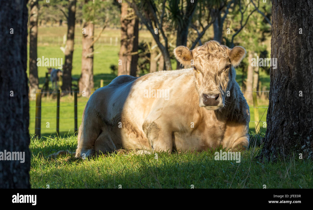 Charolais cattle are breed for their wonderful meat, are also quiet and ...